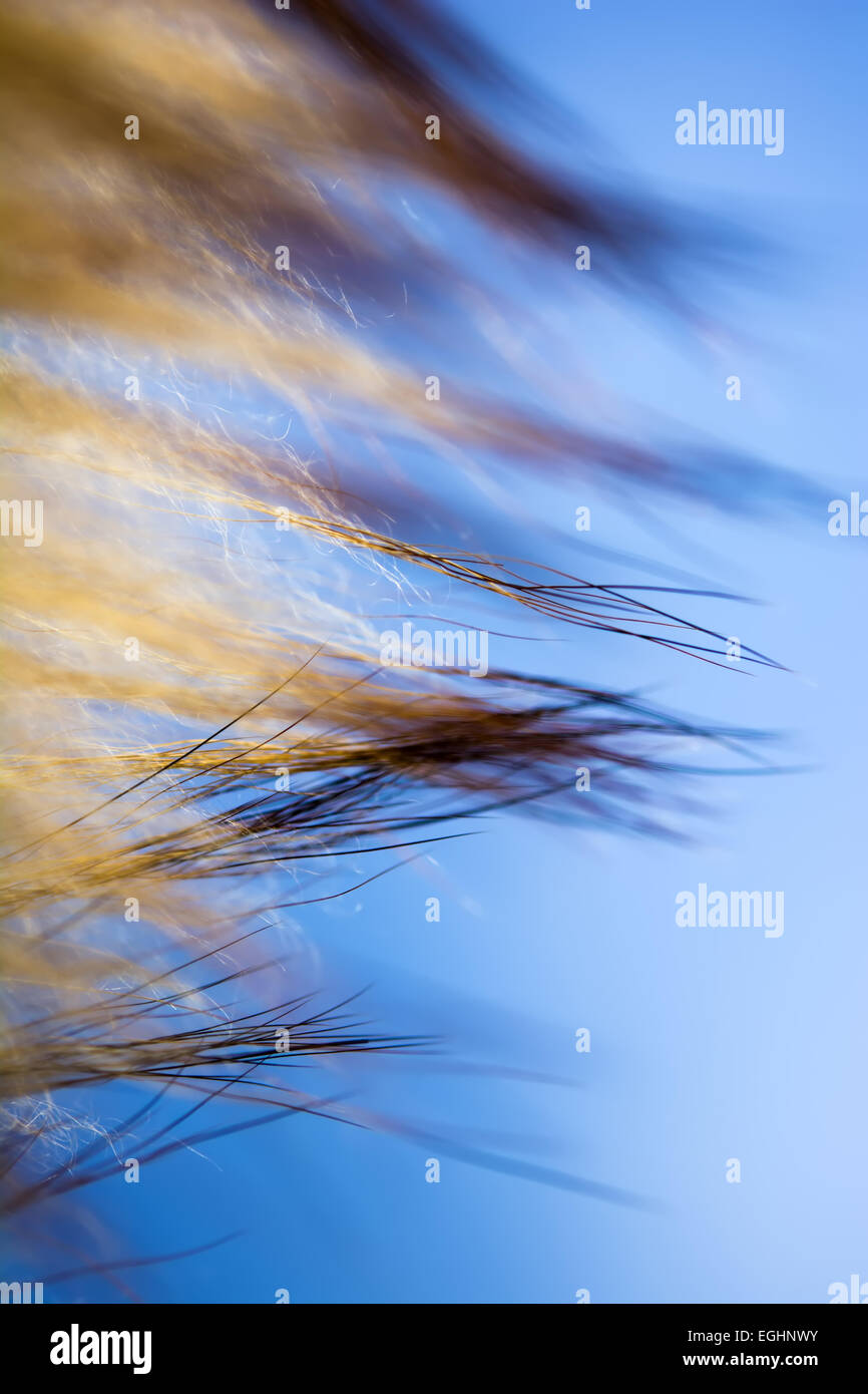 Closeup abstract fur texture background on the blue Stock Photo - Alamy