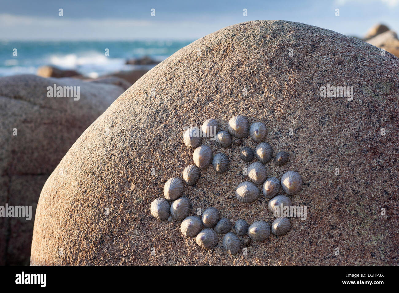 Limpet shells [Patella vulgata] on granite rock boulder, "Porth Nanven ...