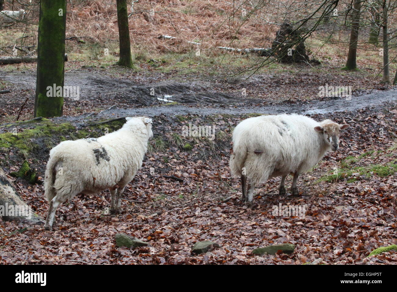 Sheep forest of dean hi-res stock photography and images - Alamy