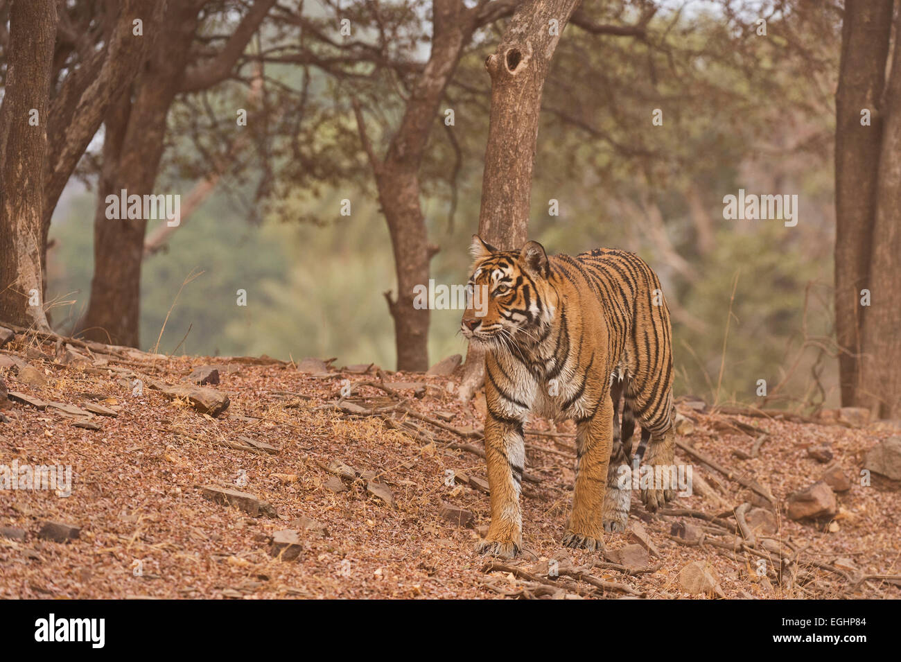 Tiger walking through forest hi-res stock photography and images - Alamy