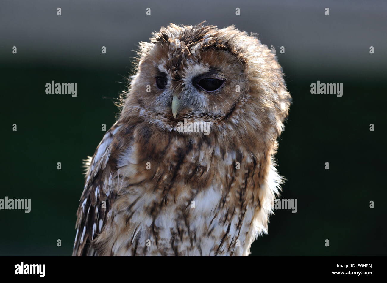 Tawny Owl Strix Aluco Stock Photo - Alamy