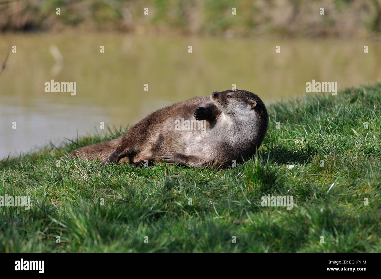Otter Lutra Lutra Stock Photo - Alamy
