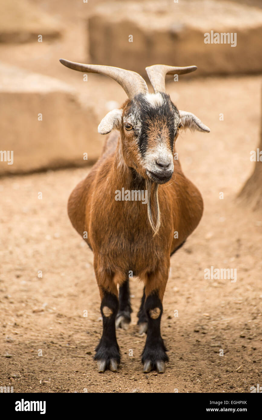 An adult Pygmy goat on a farm Stock Photo - Alamy