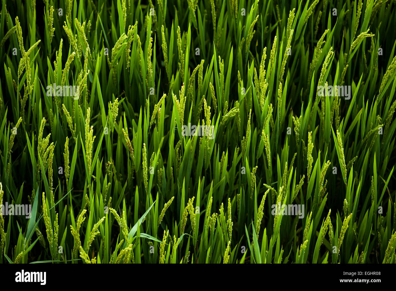 Close up rice field china hi-res stock photography and images - Alamy