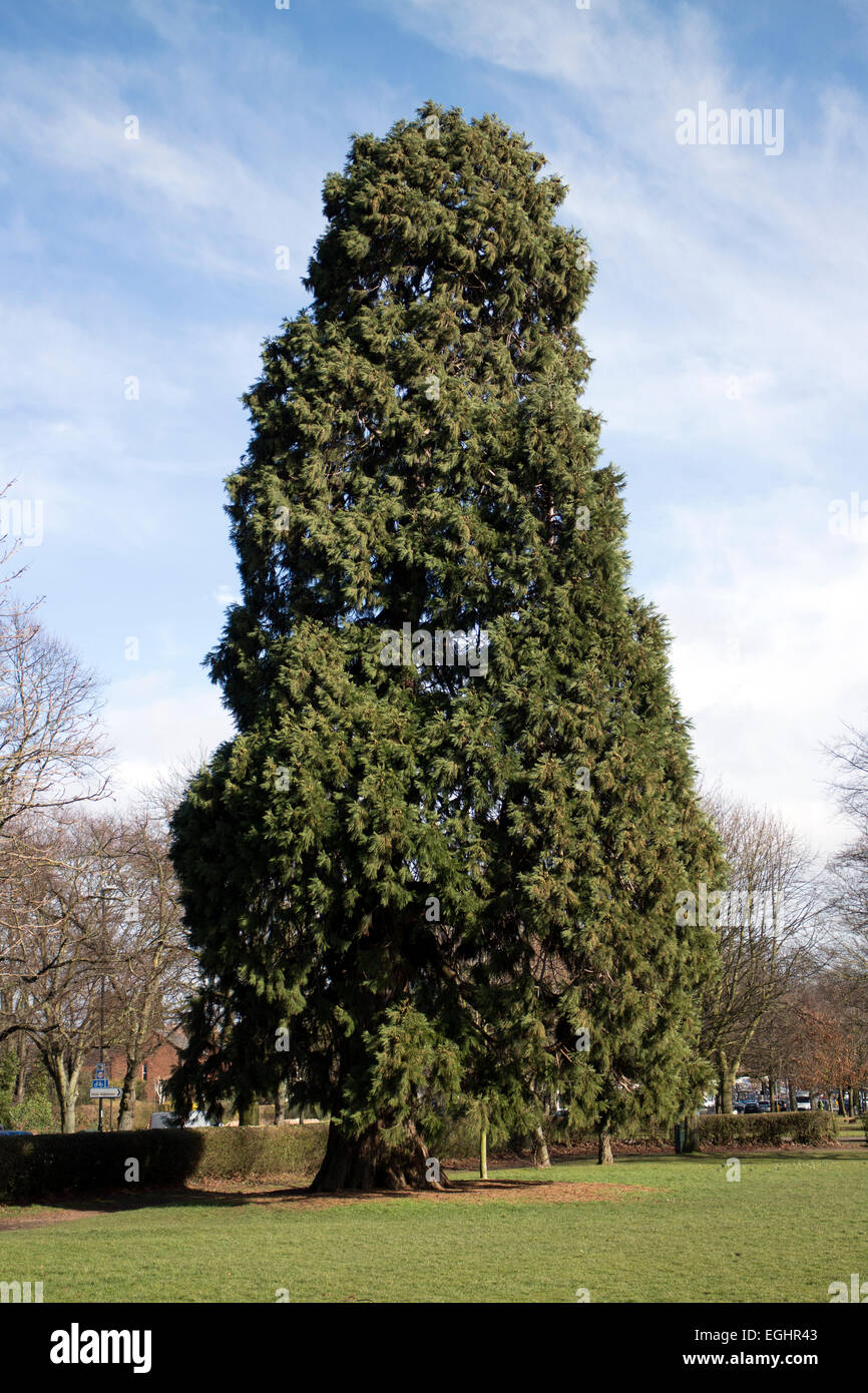 Tree public space uk hi-res stock photography and images - Alamy