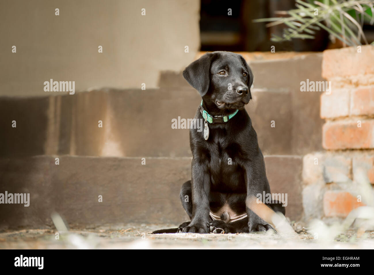 Labrador puppy sitting by the steps to the house Stock Photo - Alamy