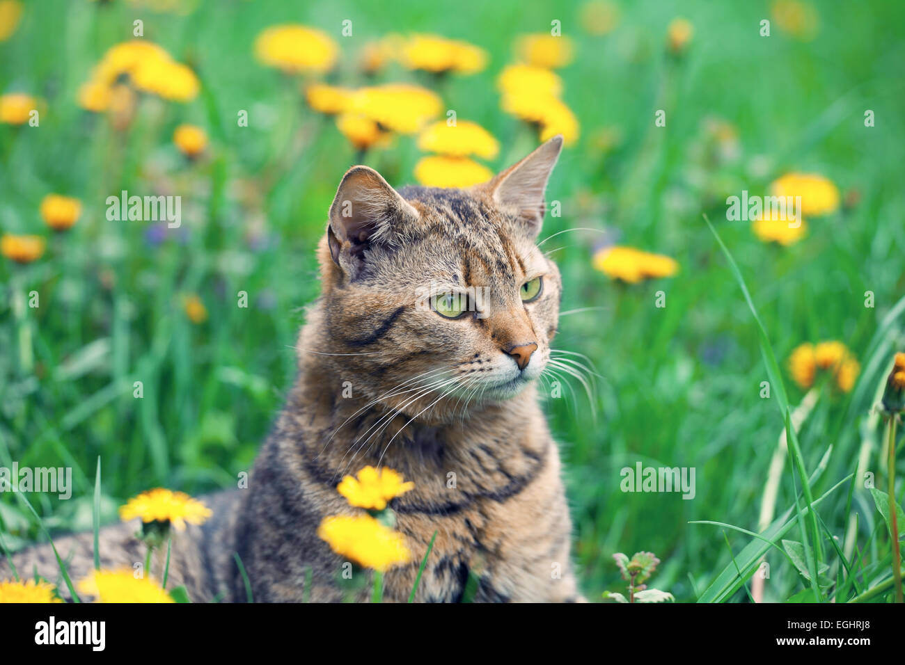 Dandelion and clover hi-res stock photography and images - Alamy