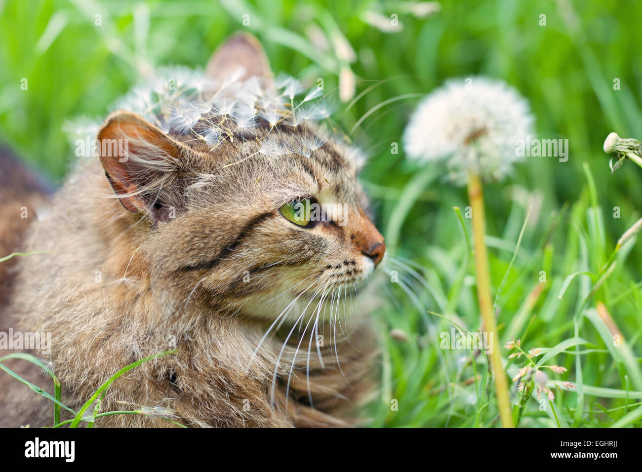 Cute cat with dandelion seeds on the head walking on the grass Stock ...