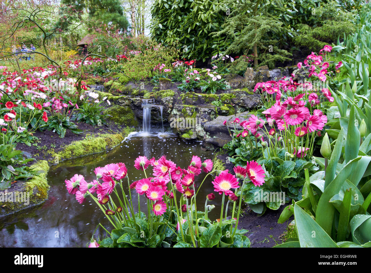 Colorful flowers near decorative creek with waterfall in Keukenhof ...