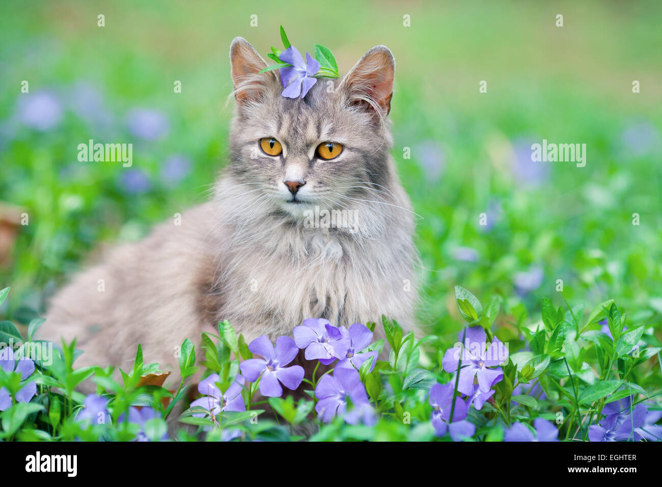 Cute siberian cat sitting on the periwinkle lawn Stock Photo - Alamy