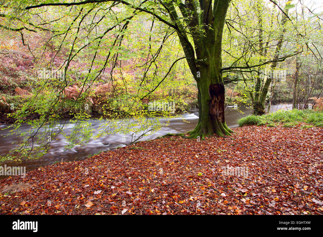 Nature reserve devon hi-res stock photography and images - Alamy