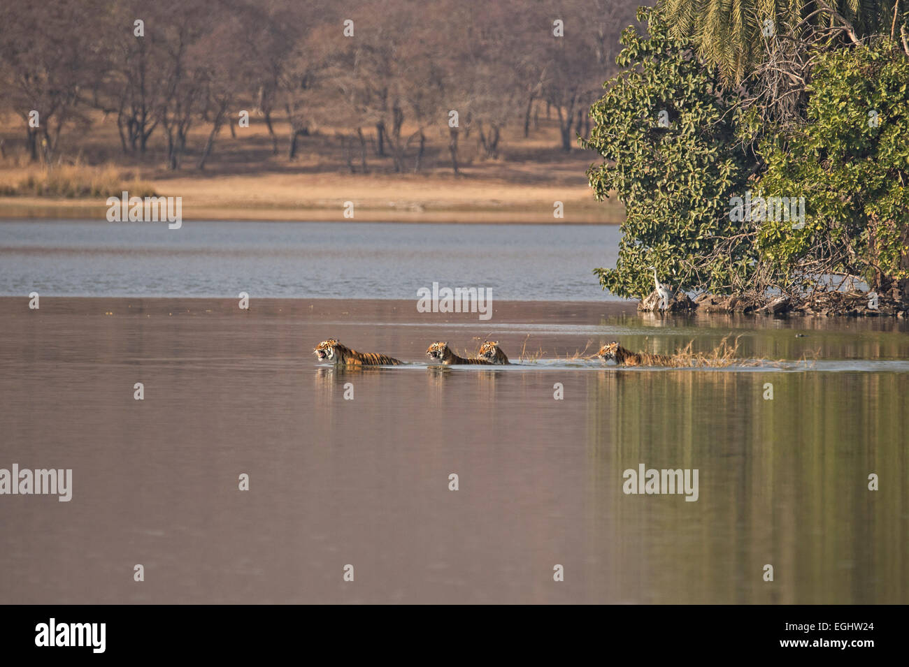 Wild tiger family, a mother with three cubs, crossing through the water ...