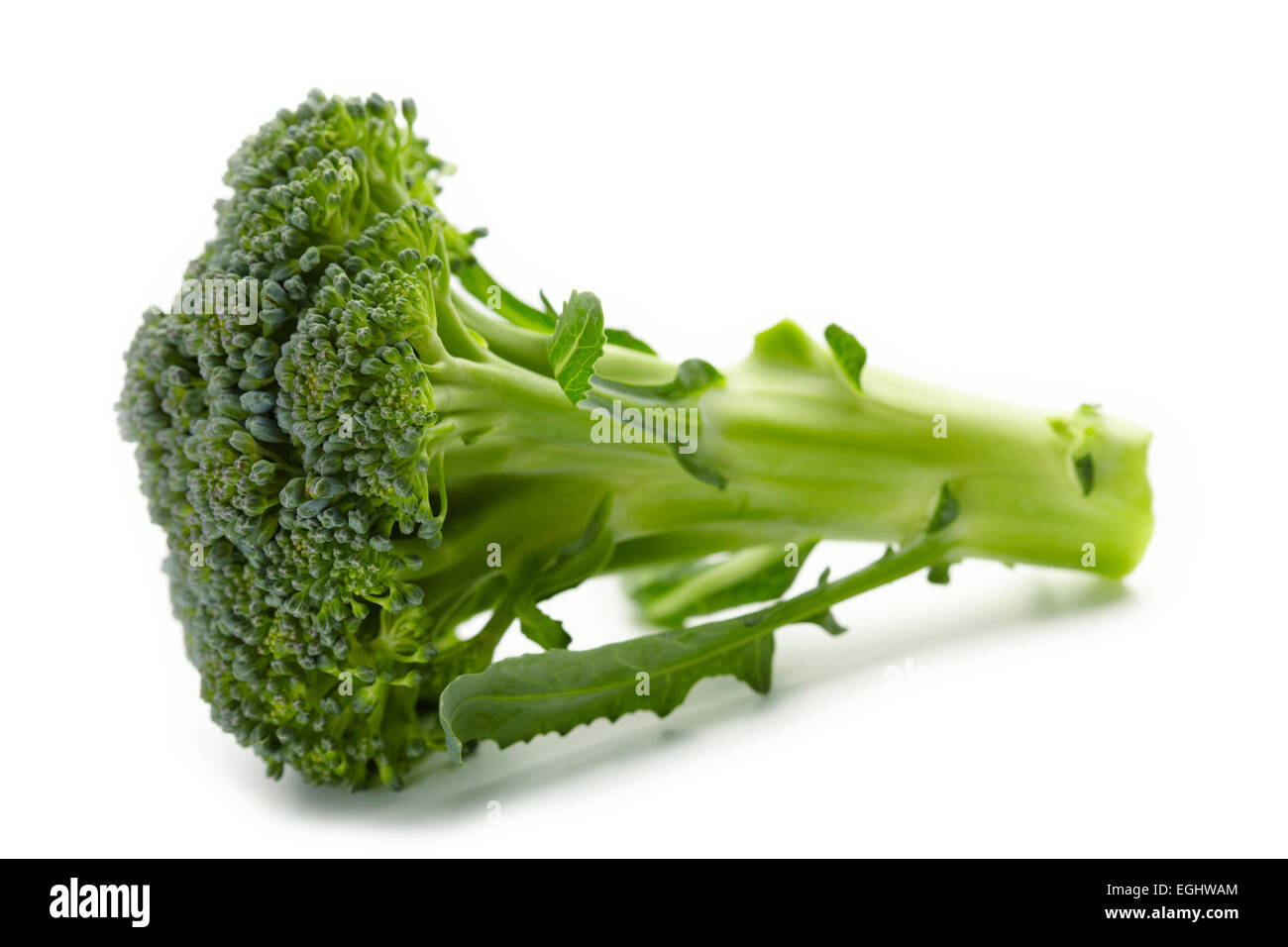 Fresh broccoli on white with soft shadow Stock Photo - Alamy