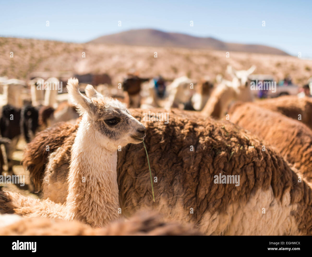 Llamas, Chiu Chiu, Atacama Desert, El Norte Grande, Chile Stock Photo ...