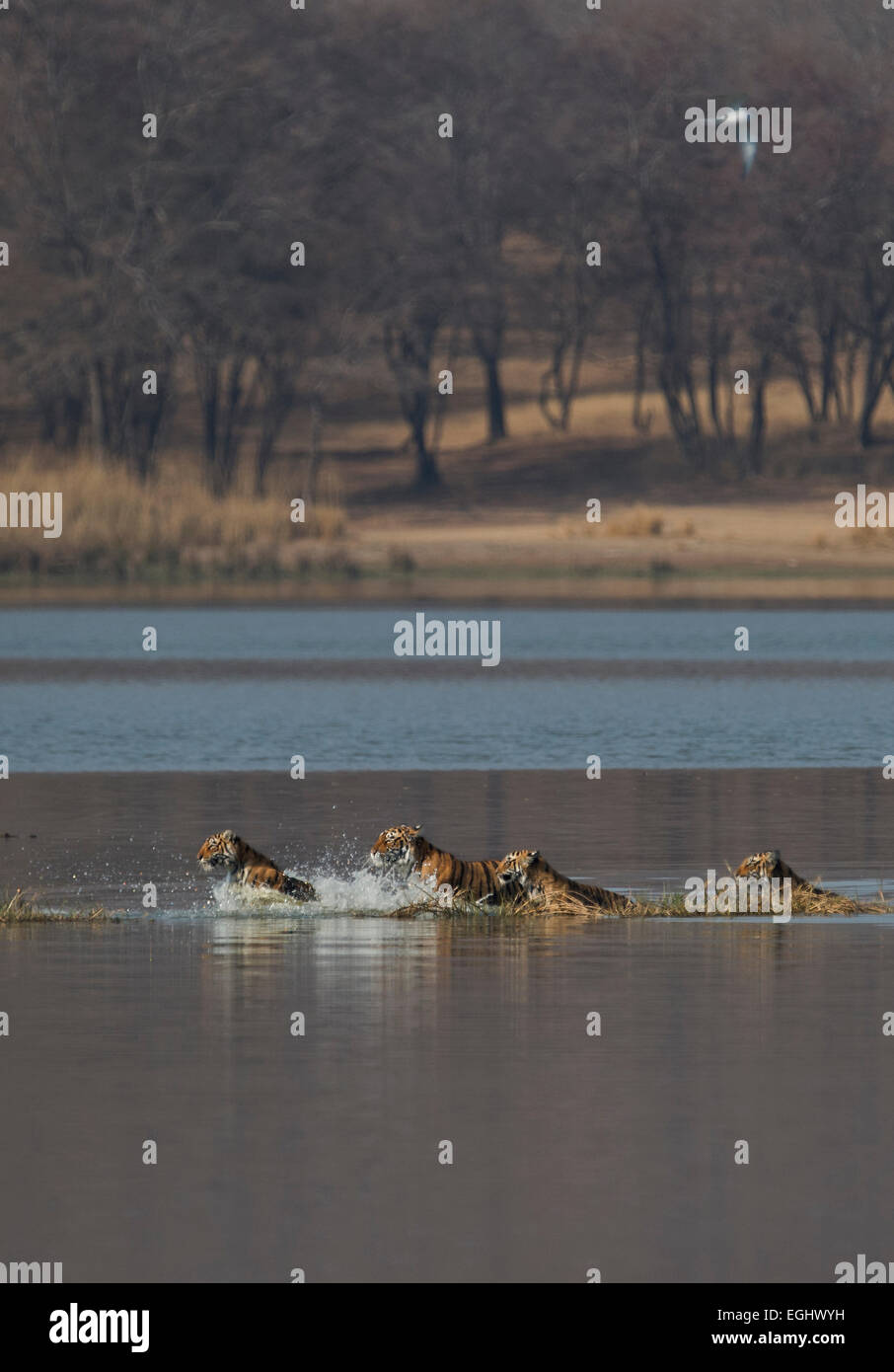 Wild tiger family, a mother with three cubs, crossing through the water ...