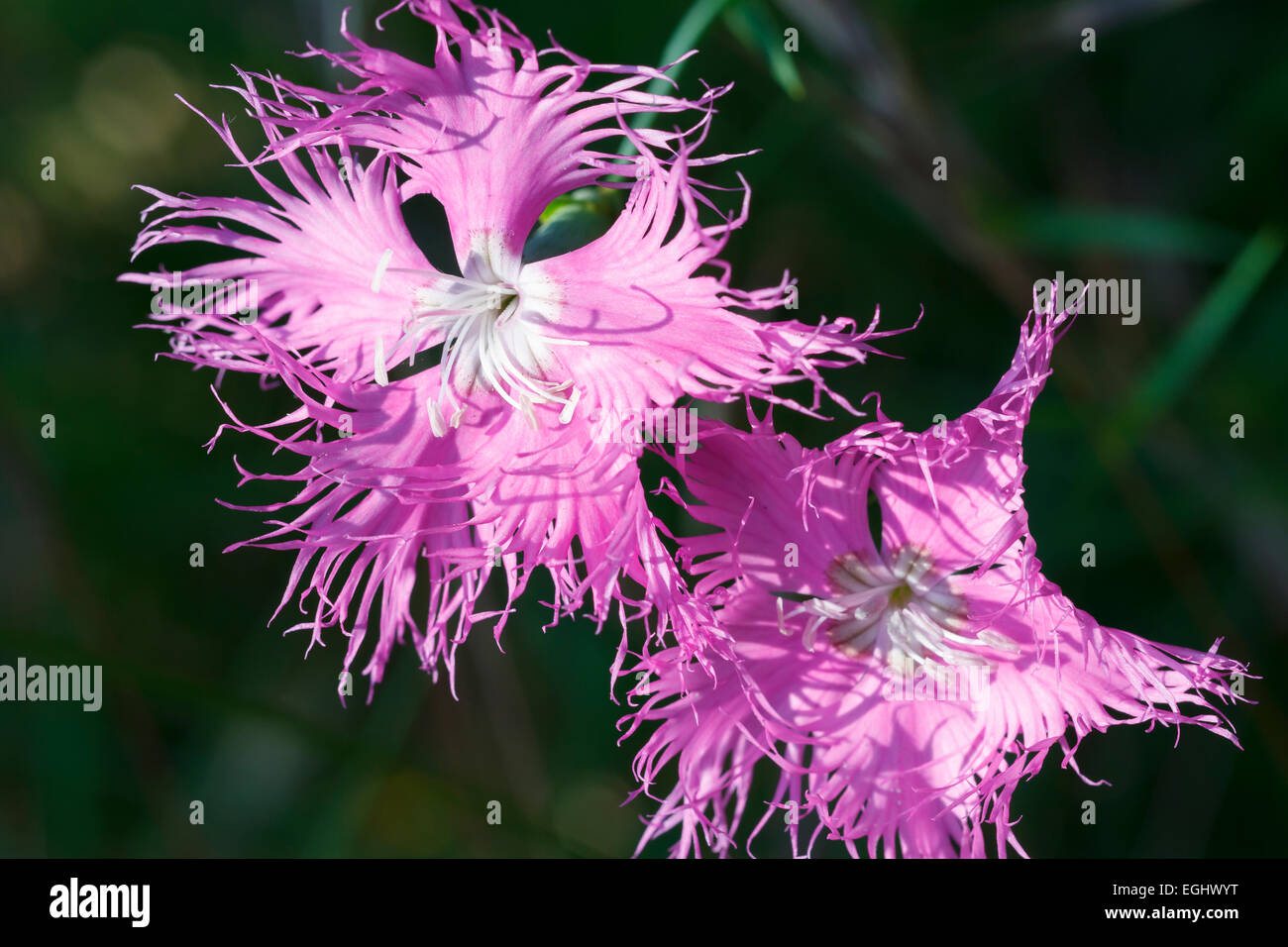 Botany plant plants flower flowers vegetal hi-res stock photography and ...