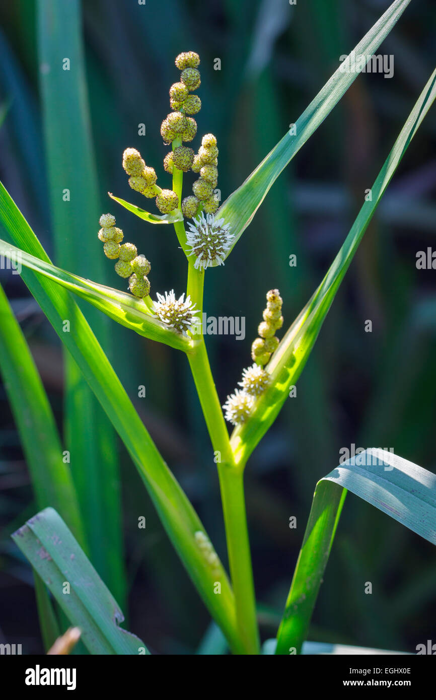 simplestem bur-reed or branched bur-reed (Sparganium erectum). Gorbeia ...