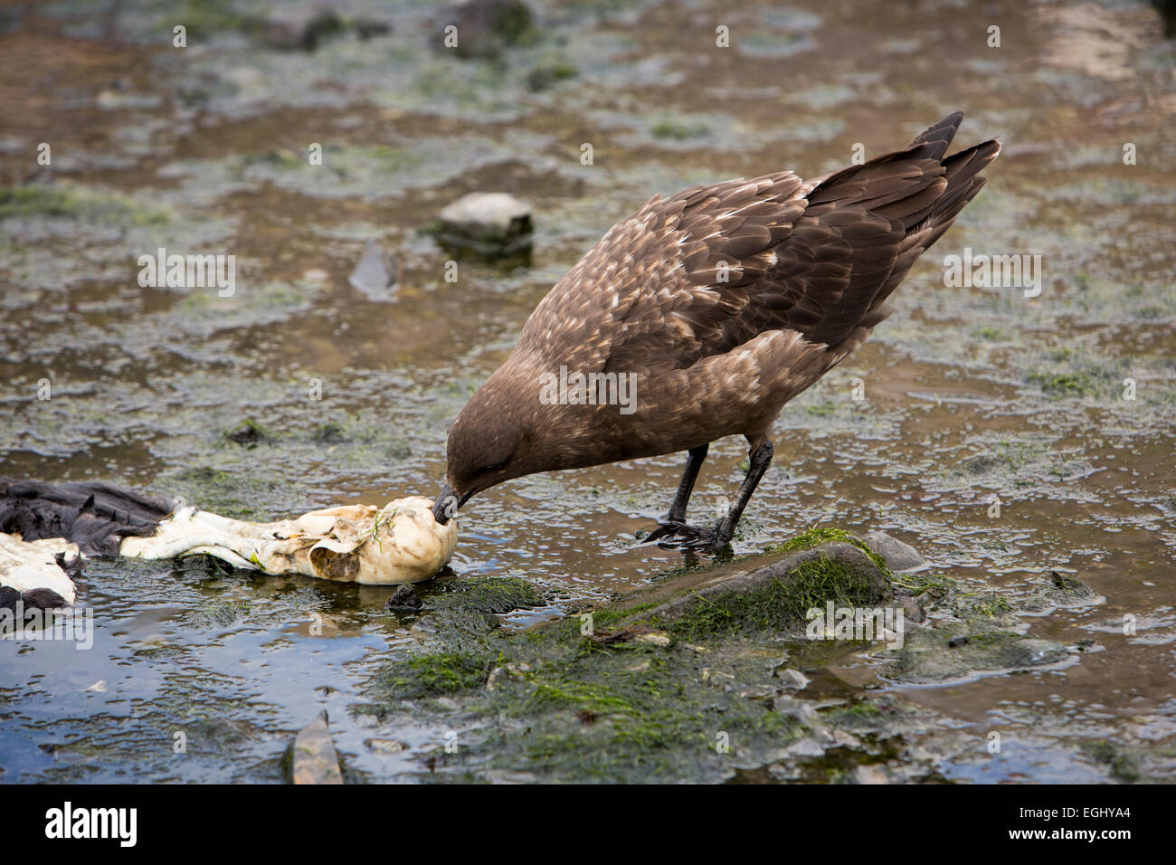 South Georgia, Cumberland Bay, Jason Harbour, giant petrel eating dead ...