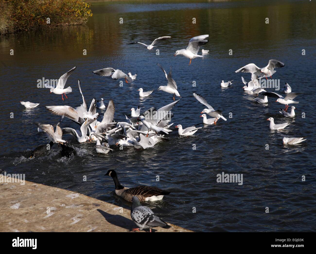 Lakes at Abington Park, Weston Favell, Northampton Stock Photo - Alamy