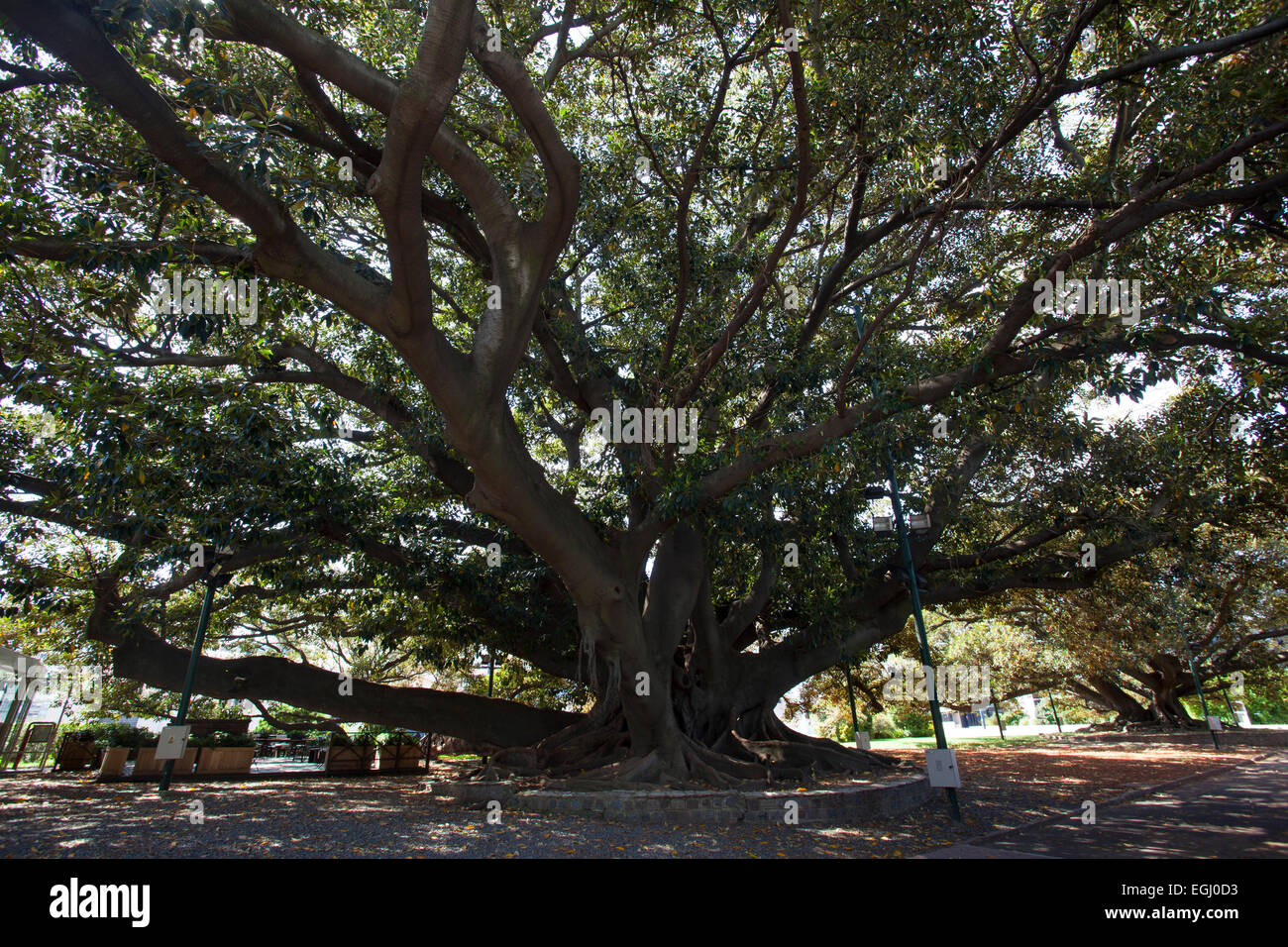 Giant gomero tree (Ficus elastica) inside "La Rural". Palermo Woods ...