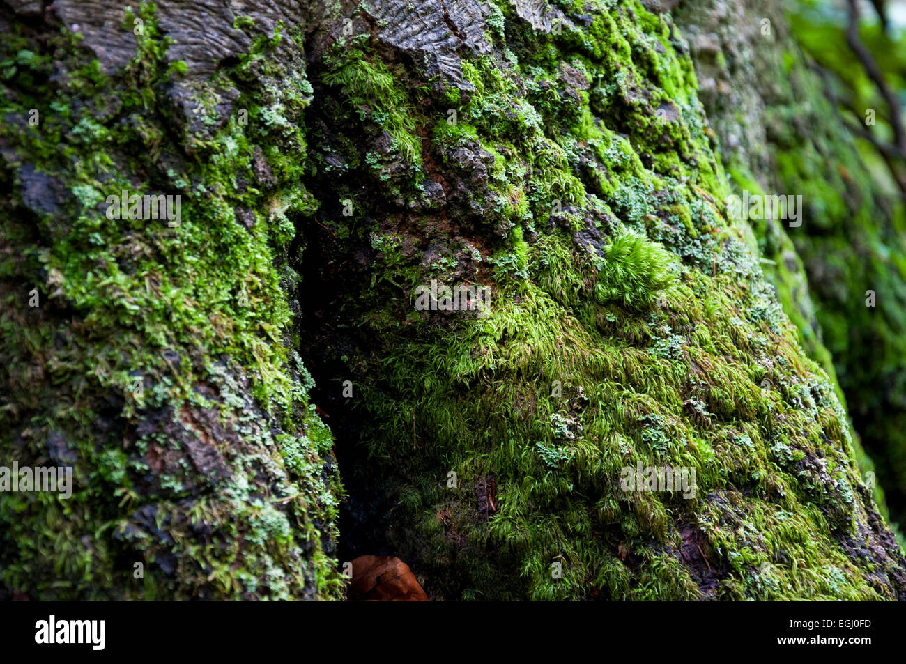 Moss, tree bark Stock Photo - Alamy