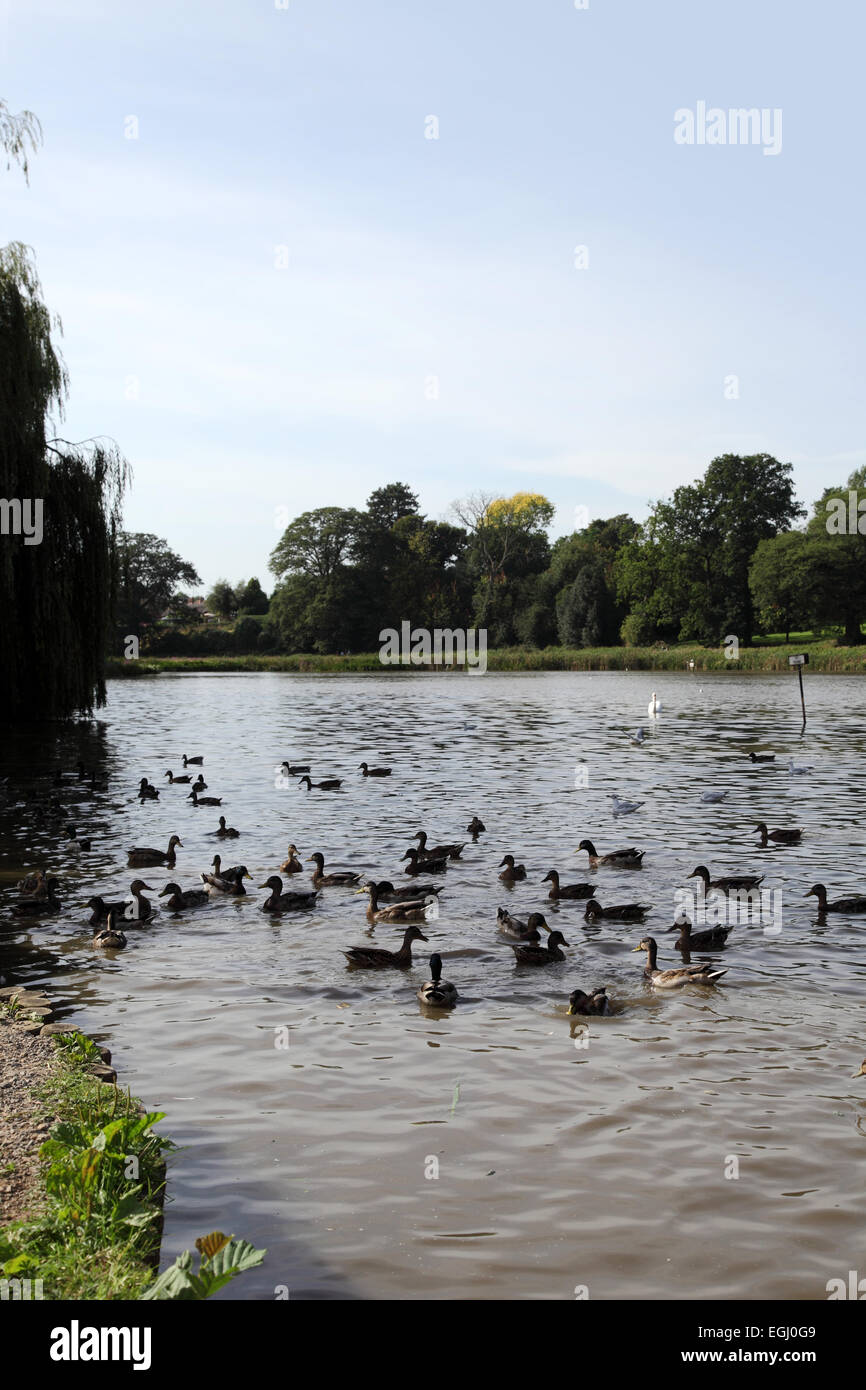 Abbey Fields, a park at Kenilworth, Warwickshire, UK Stock Photo - Alamy