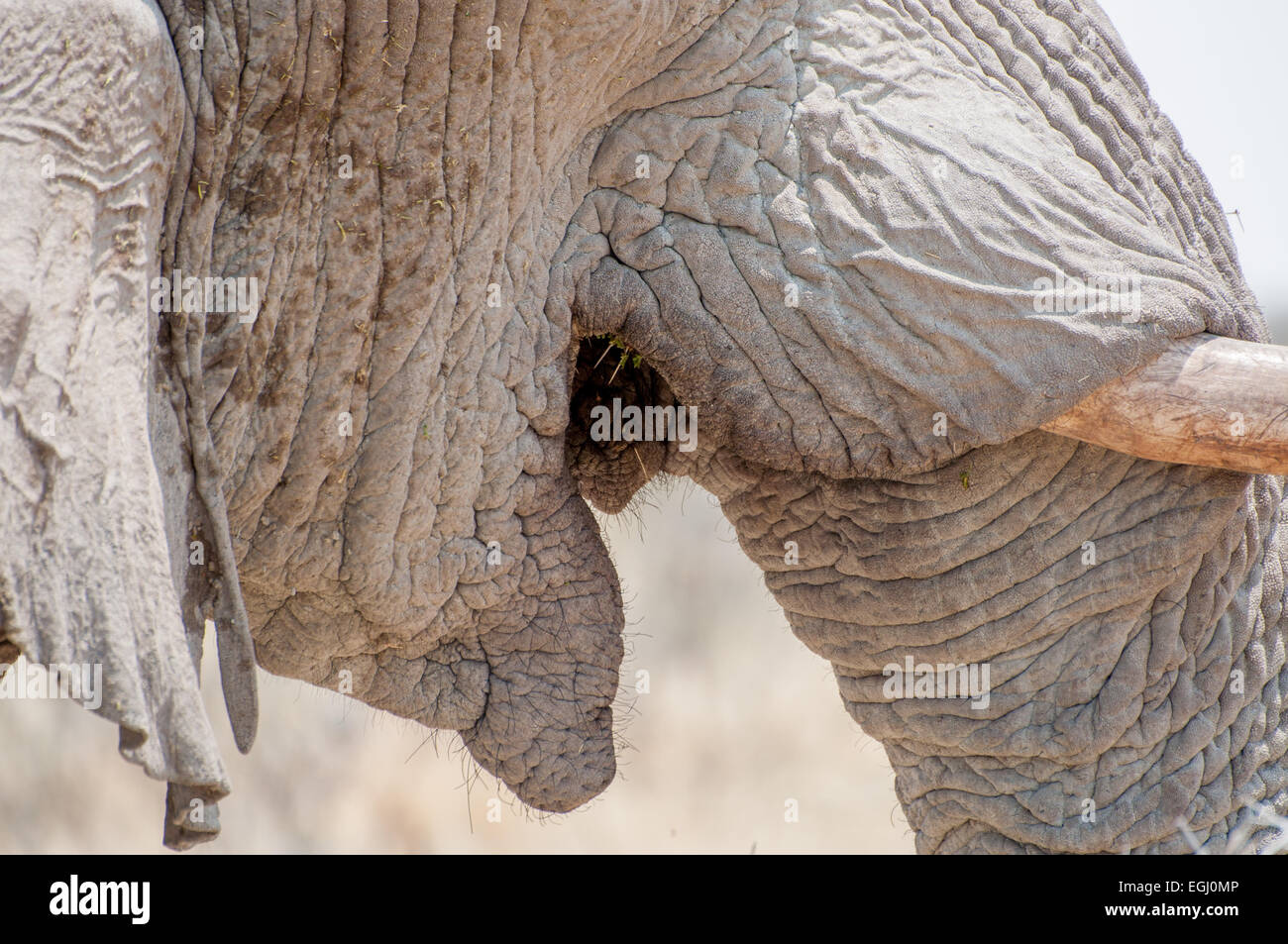 Acacia thorns hi-res stock photography and images - Alamy