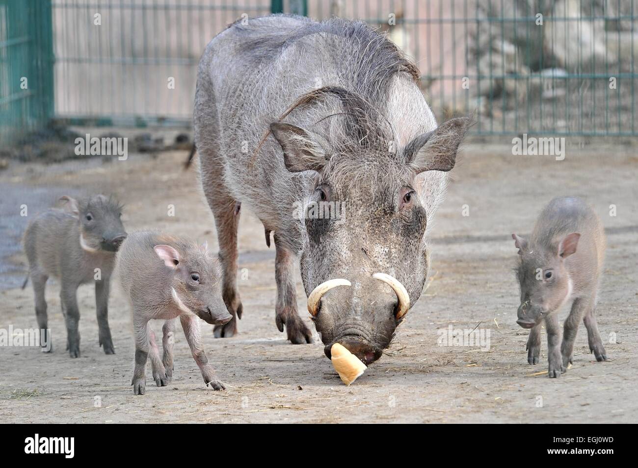 Common warthog babies are seen in Pilsen zoo, Czech Republic, February ...