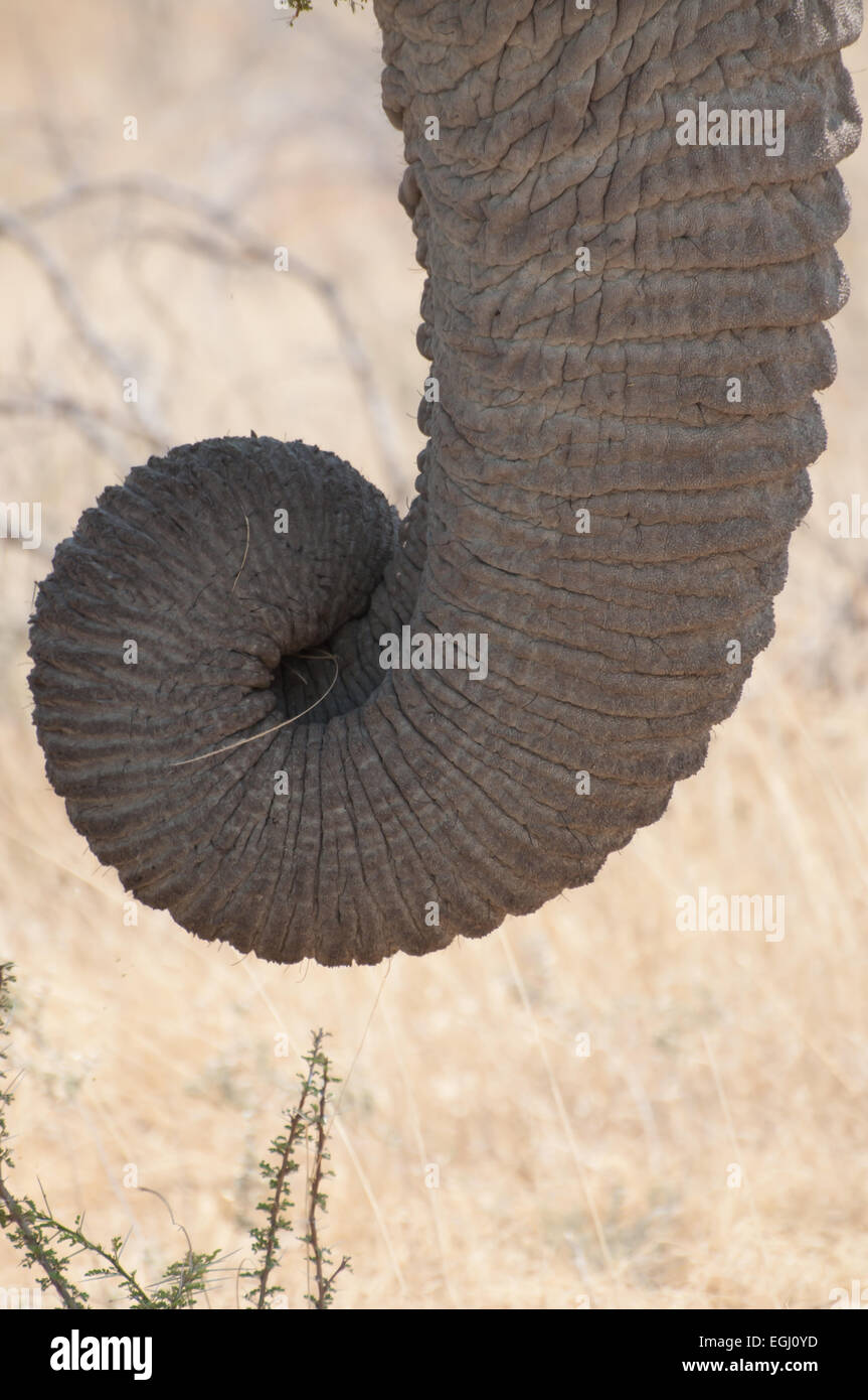 The trunk of an elephant as it is using in as a hand and arm to grab ...