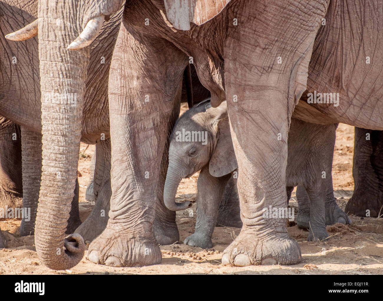 A family of female elephants walk with a baby of the group incircled by ...