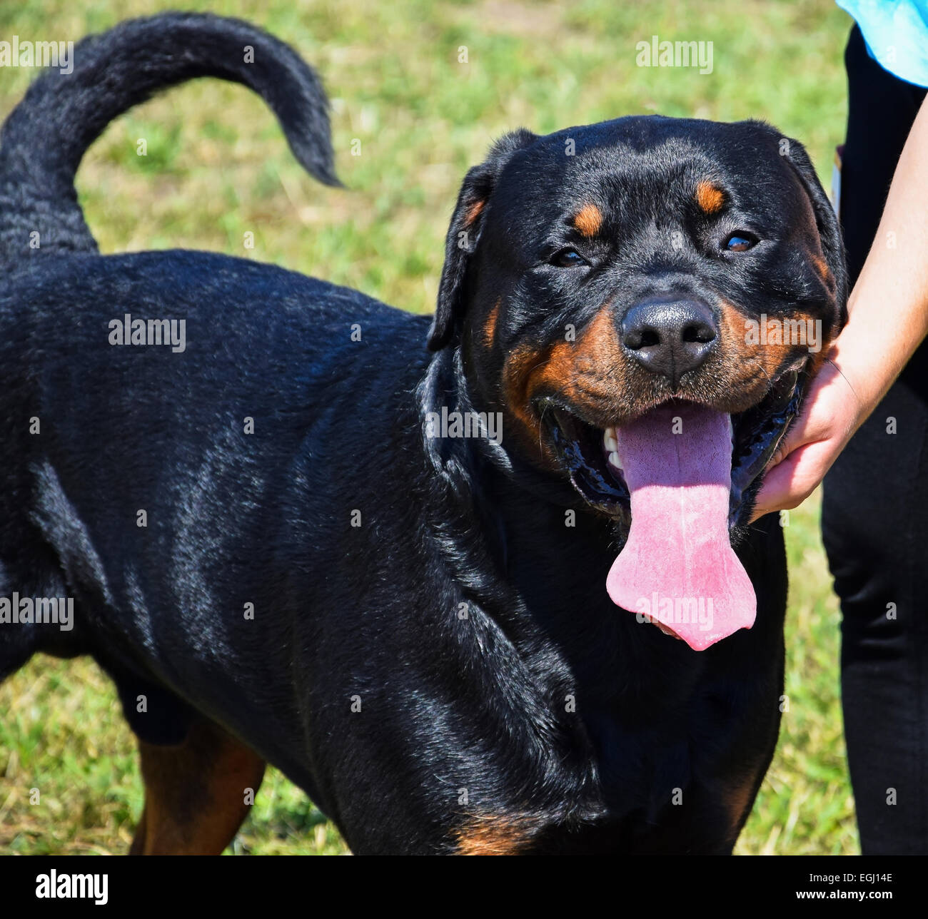 Rottweiler dog portrait Stock Photo - Alamy