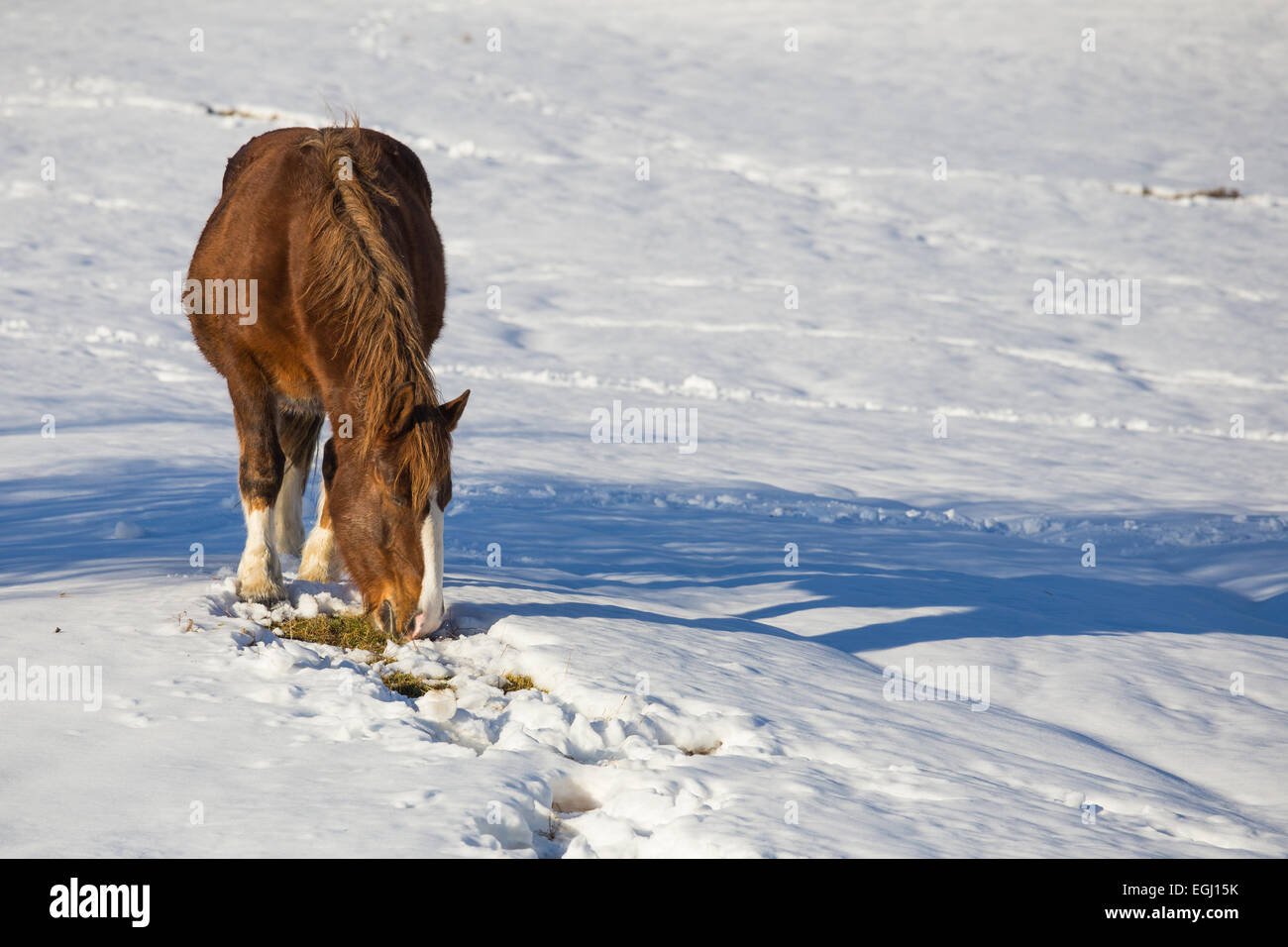 horses in the snow Stock Photo - Alamy
