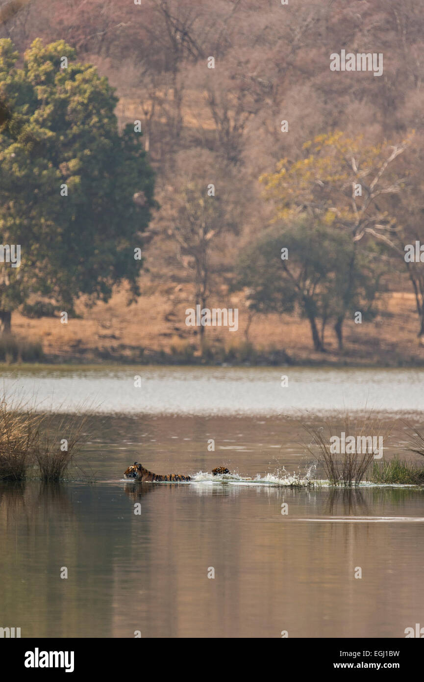 Wild tiger family, a mother with cubs, crossing through the water of a ...