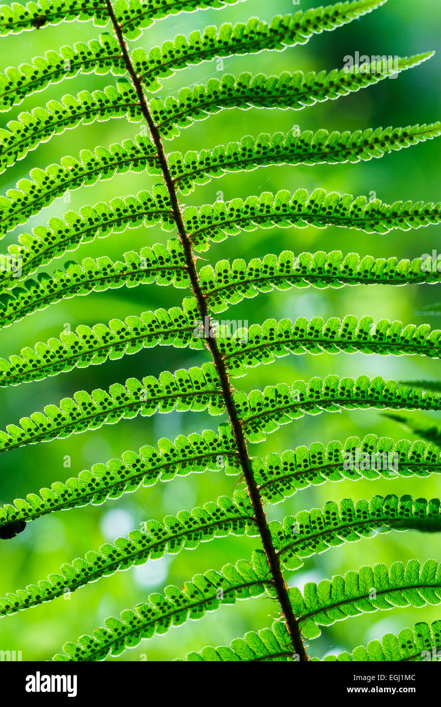 Fern seed hi-res stock photography and images - Alamy