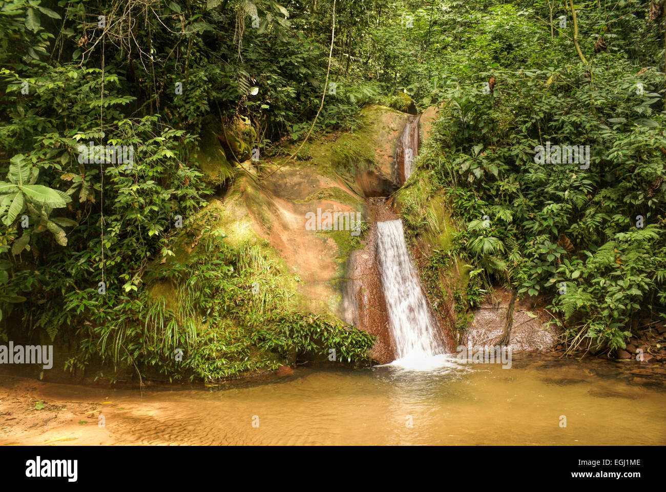 Small water cascades in Bolivian jungle forest Stock Photo - Alamy