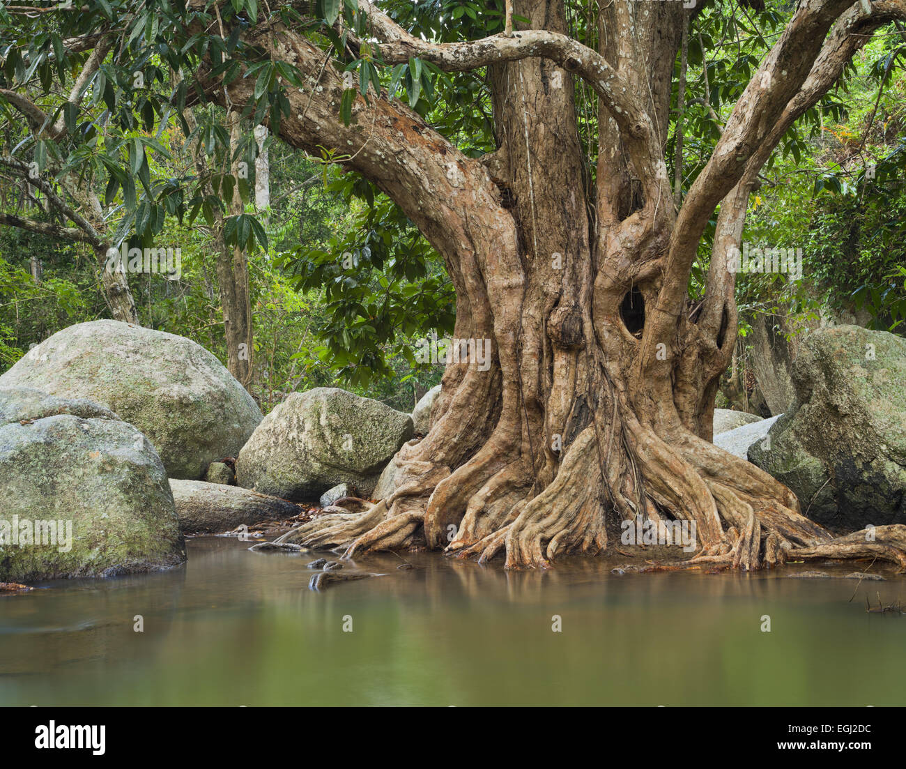 Giant tree at river Than Sadet, island Koh Phangan, Thailand Stock ...