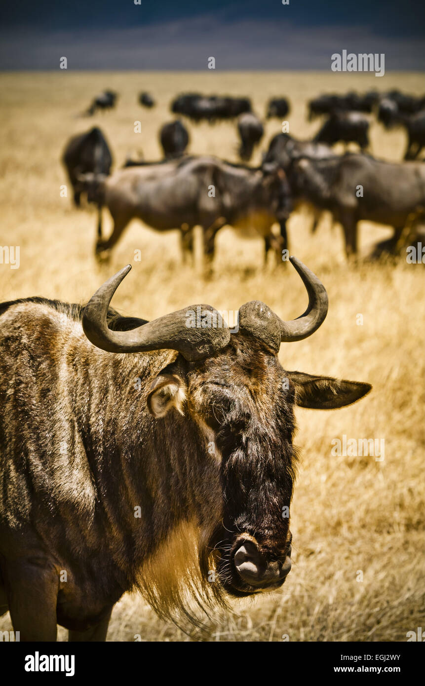 Africa, Tanzania, East Africa, crater, volcano crater, Ngorongoro, gnus ...