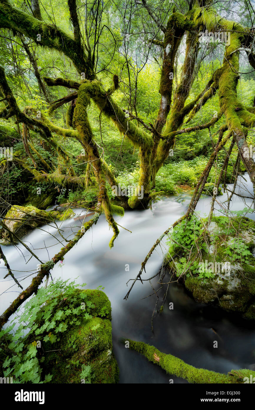 Slovenia, Tiglav national park, primeval forest Stock Photo - Alamy