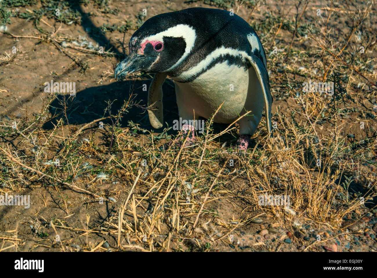 Female Magellanic penguin on the beach in south America Stock Photo - Alamy