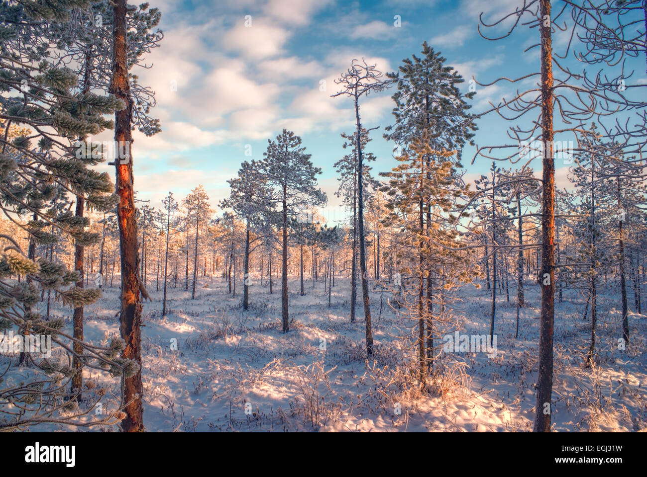 Sunset trees snow hi-res stock photography and images - Alamy