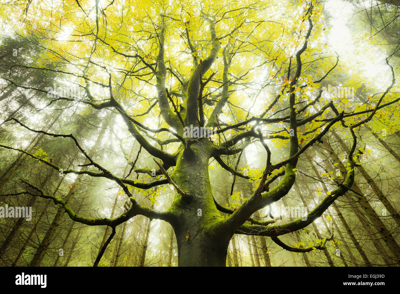 Wood twigs hi-res stock photography and images - Alamy