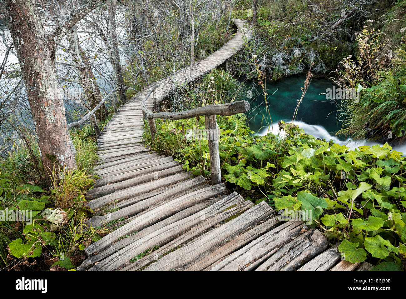 Ways, forest, Woodland, water, lake, tree, path, beam, plants, green ...