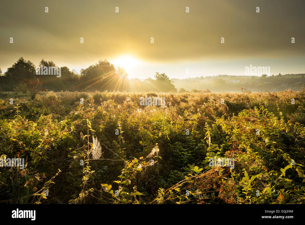 Back light sun rays hi-res stock photography and images - Alamy