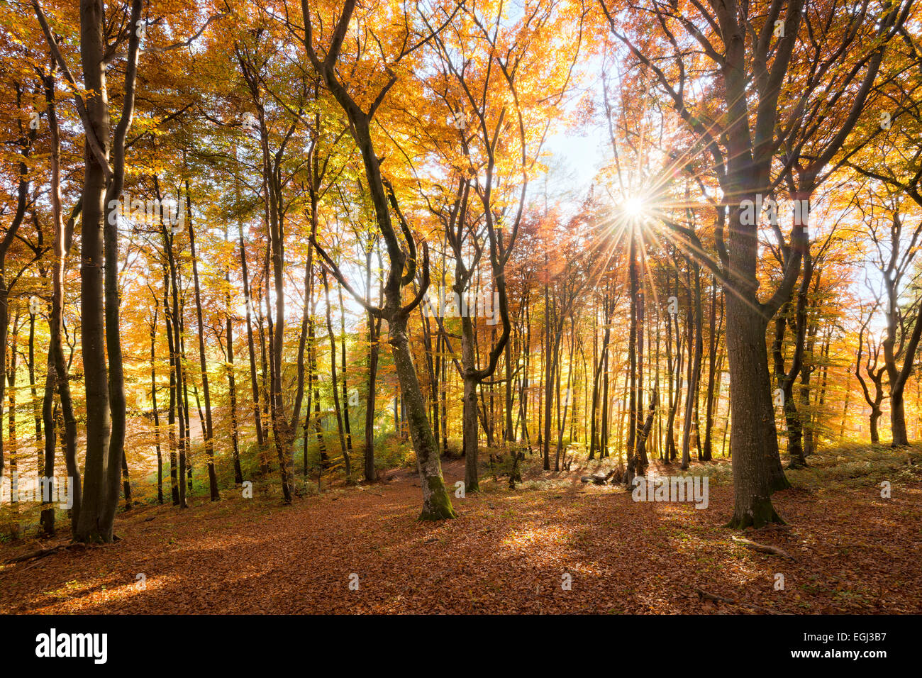 Beech, wood, autumn, back light, trees, foliage, Golden, October, sun ...
