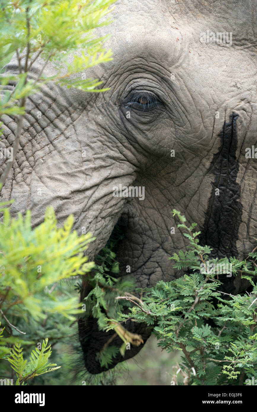 Musht hi-res stock photography and images - Alamy