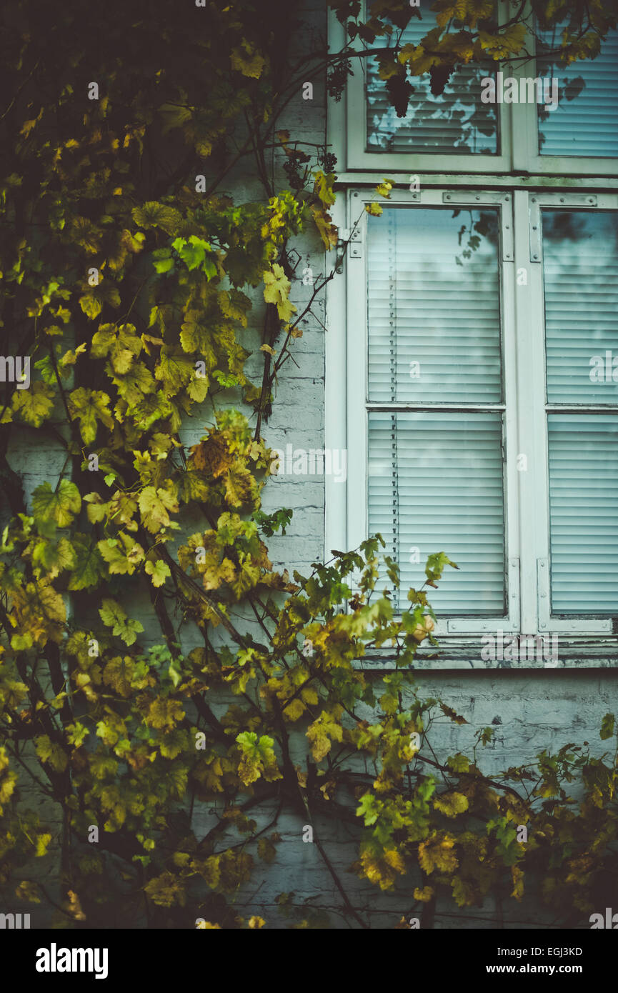 Window with closed blinds and vine leaves Stock Photo - Alamy