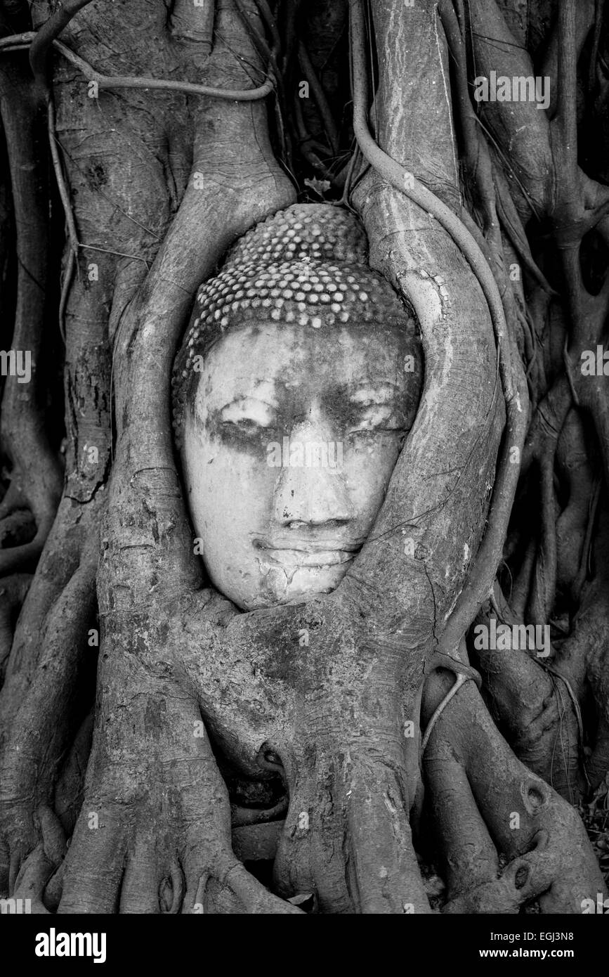Asia, Thailand, Wat Mahathat Ayutthaya, Buddha's head, Banyan tree ...