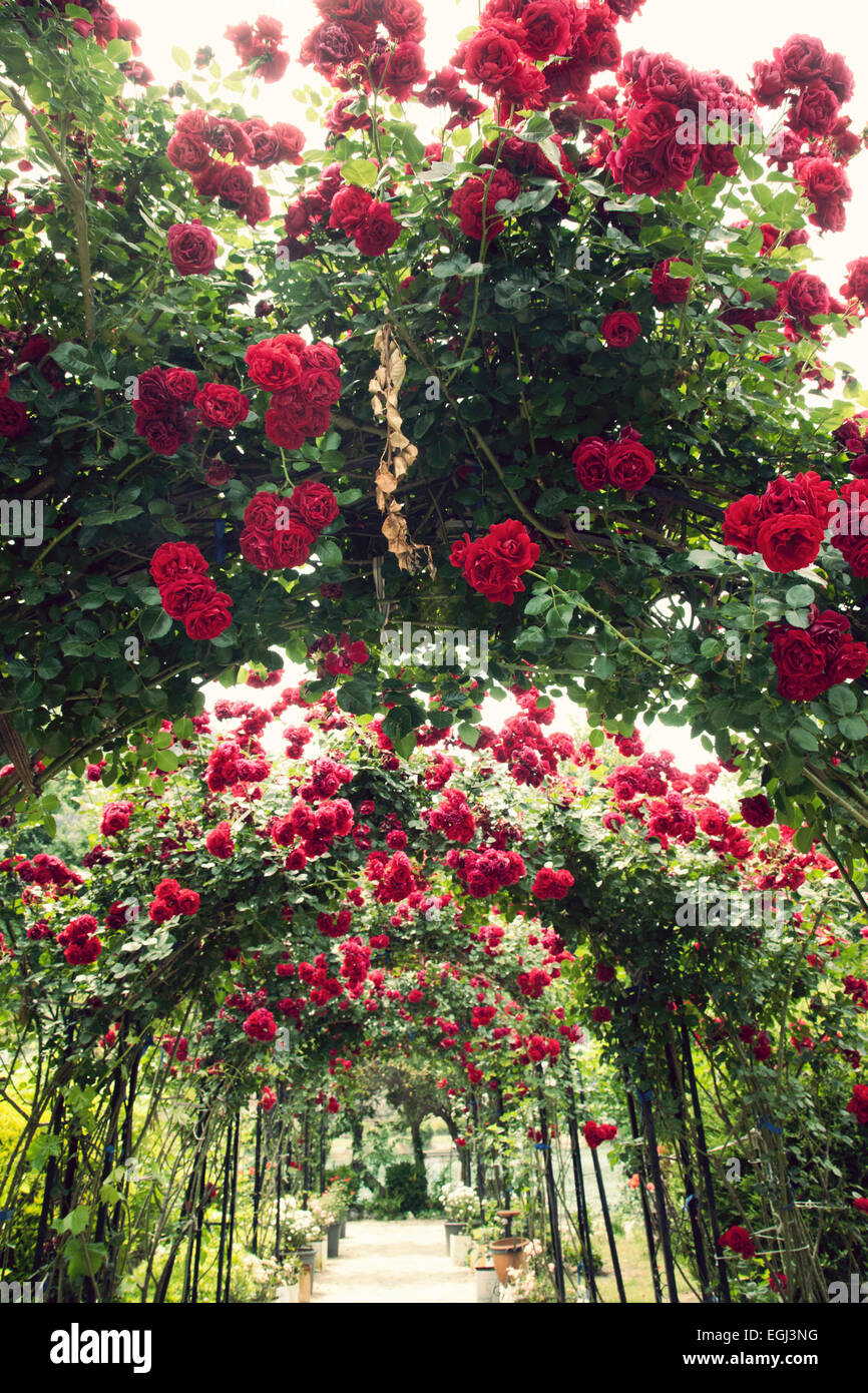 Rose Arcade High Resolution Stock Photography and Images - Alamy