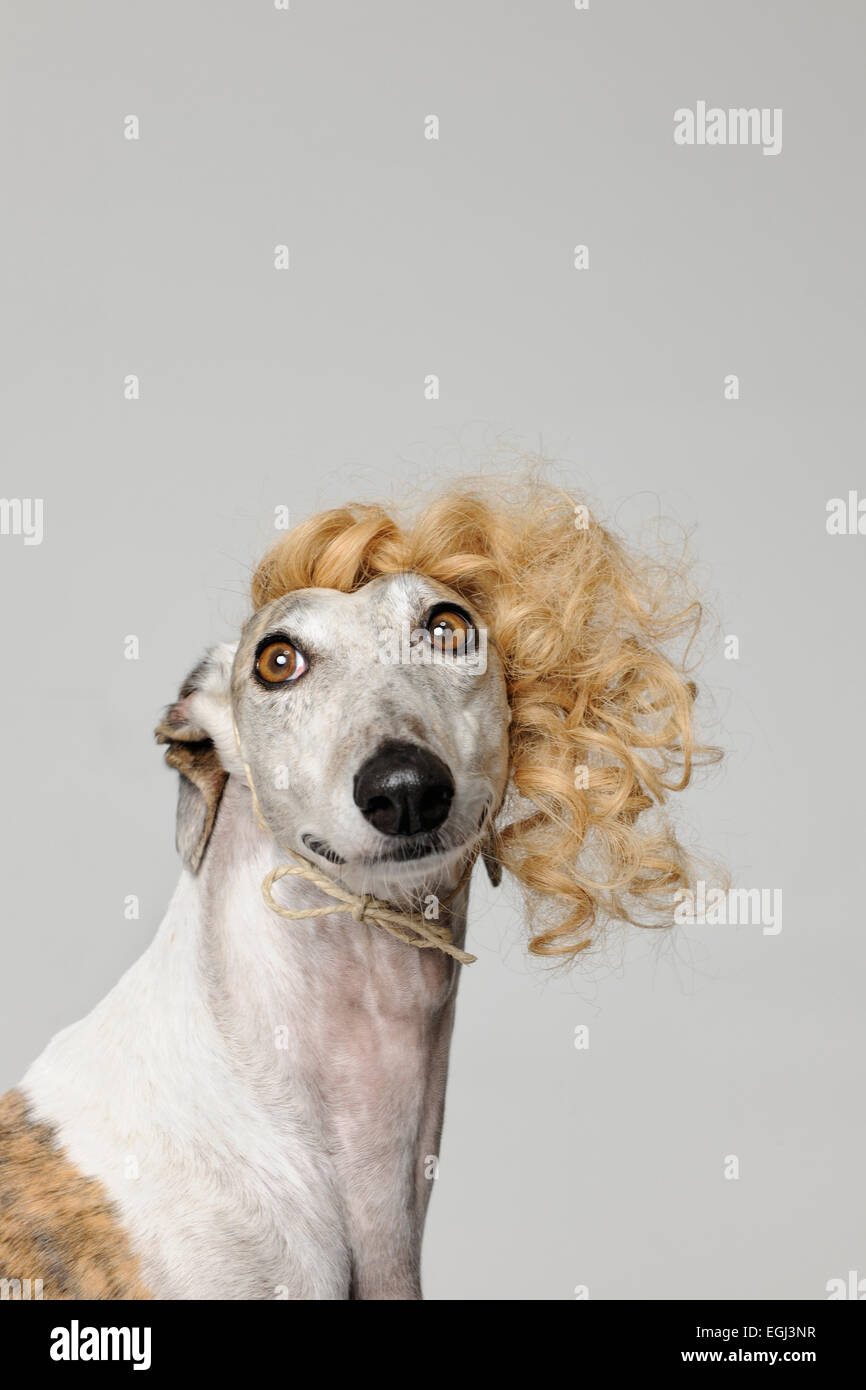 Lady Greyhound High Resolution Stock Photography and Images - Alamy