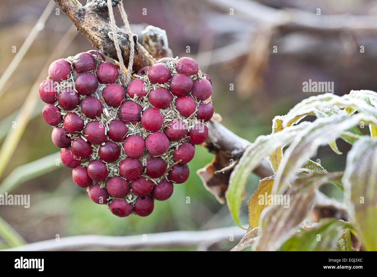 Heart, berries, plant, hanging Stock Photo - Alamy